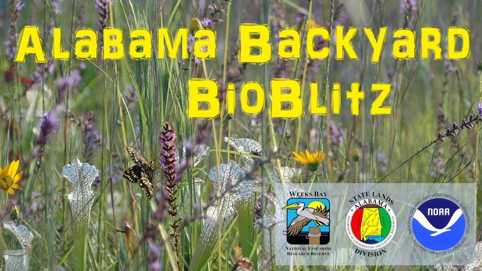Alabama Backyard BioBlitz | Outdoor Alabama