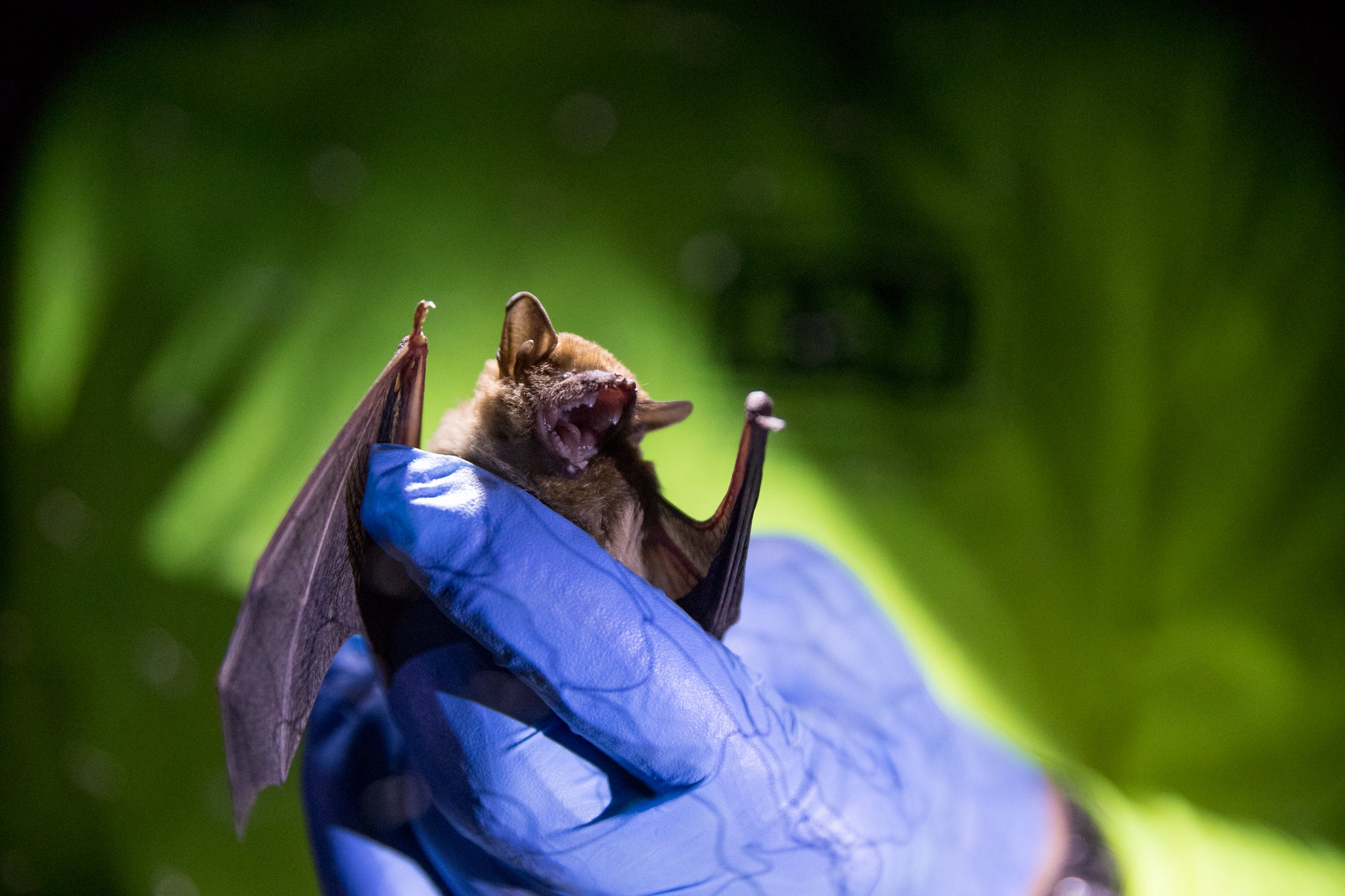 Bat Week | Outdoor Alabama