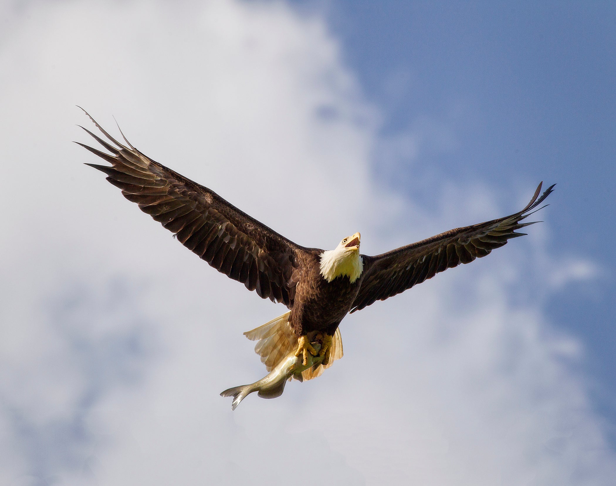 Lake Guntersville State Park’s Eagle Awareness Provides Great Winter ...