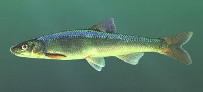 Spotfin | Outdoor Alabama