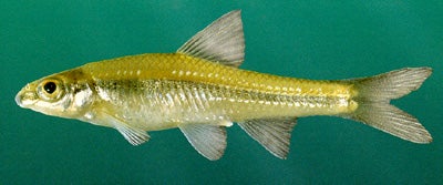 Clear | Outdoor Alabama