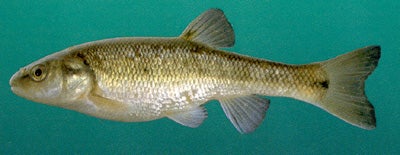 Creek | Outdoor Alabama