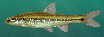 Lined | Outdoor Alabama