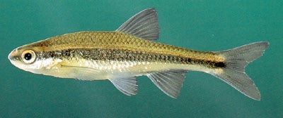 Redeye | Outdoor Alabama