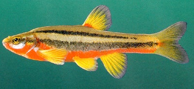 Southern Redbelly | Outdoor Alabama