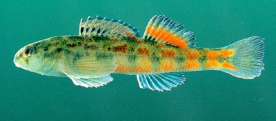 Alabama | Outdoor Alabama