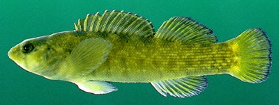 Boulder | Outdoor Alabama