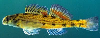 Coastal | Outdoor Alabama