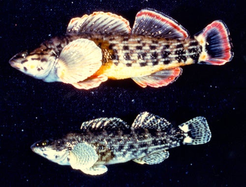 Redline | Outdoor Alabama