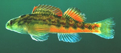 Vermilion | Outdoor Alabama