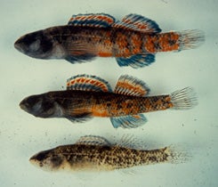 Watercress | Outdoor Alabama