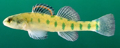 Backwater | Outdoor Alabama