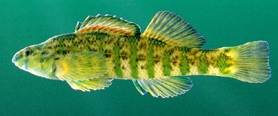 Banded | Outdoor Alabama