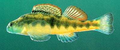 Black | Outdoor Alabama