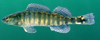 Blackbanded | Outdoor Alabama