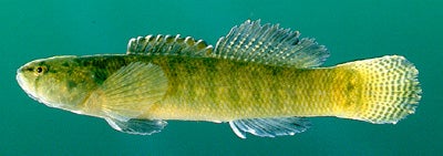 Blackfin | Outdoor Alabama