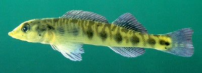 Blotchside Logperch | Outdoor Alabama