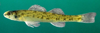 Bluntnose | Outdoor Alabama