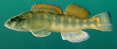 Bronze | Outdoor Alabama