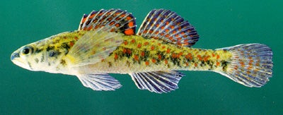 Brown | Outdoor Alabama