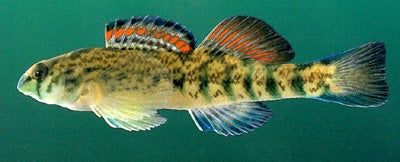 Coosa | Outdoor Alabama