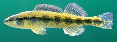 Dusky | Outdoor Alabama