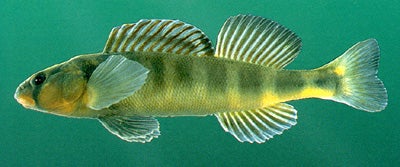 Gilt | Outdoor Alabama