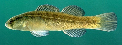 Goldstripe | Outdoor Alabama