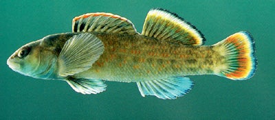 Greenbreast | Outdoor Alabama