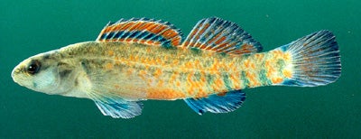 Gulf | Outdoor Alabama