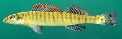 Gulf Logperch | Outdoor Alabama