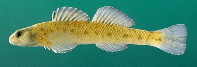 Johnny | Outdoor Alabama