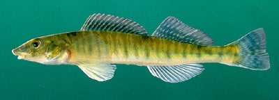Logperch | Outdoor Alabama