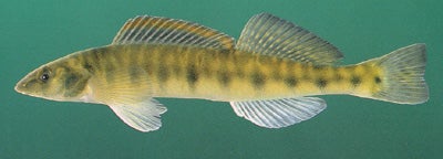 Mobile Logperch | Outdoor Alabama