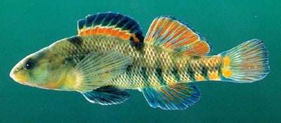 Rainbow | Outdoor Alabama