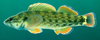 Redline | Outdoor Alabama