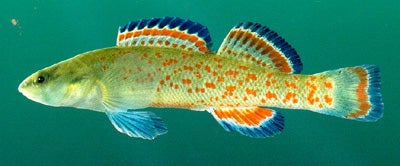 Redspot | Outdoor Alabama