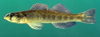 River | Outdoor Alabama