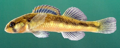 Slackwater | Outdoor Alabama