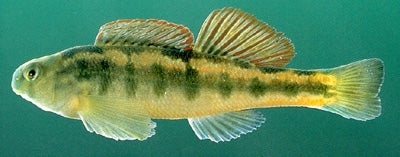 Snubnose | Outdoor Alabama