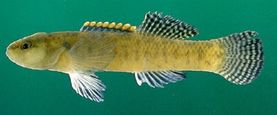 Stripetail | Outdoor Alabama