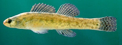 Swamp | Outdoor Alabama