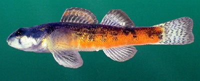 Trispot | Outdoor Alabama