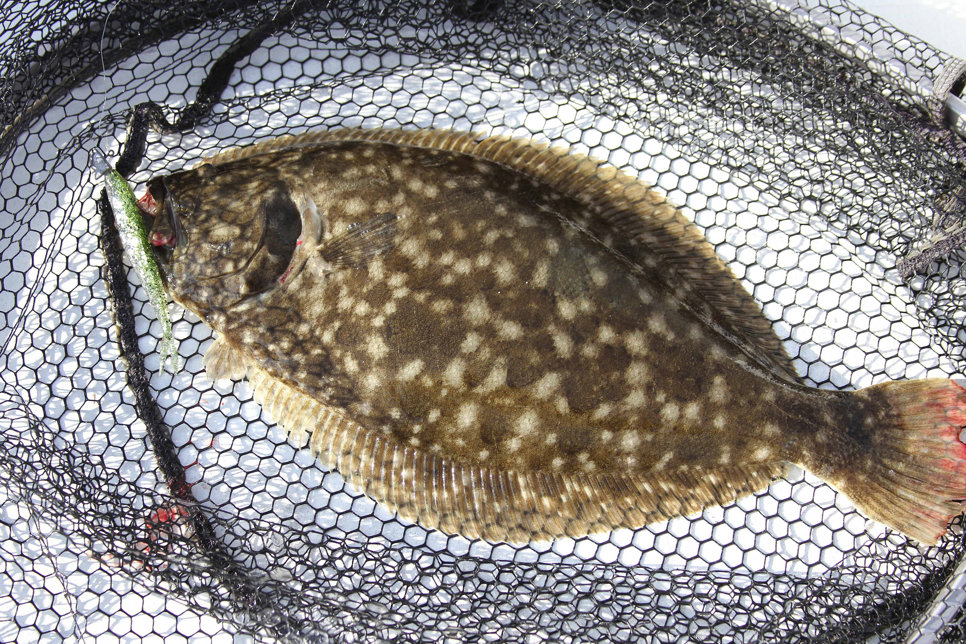 Marine Resources Seeks Fisheries Input from the Public | Outdoor Alabama