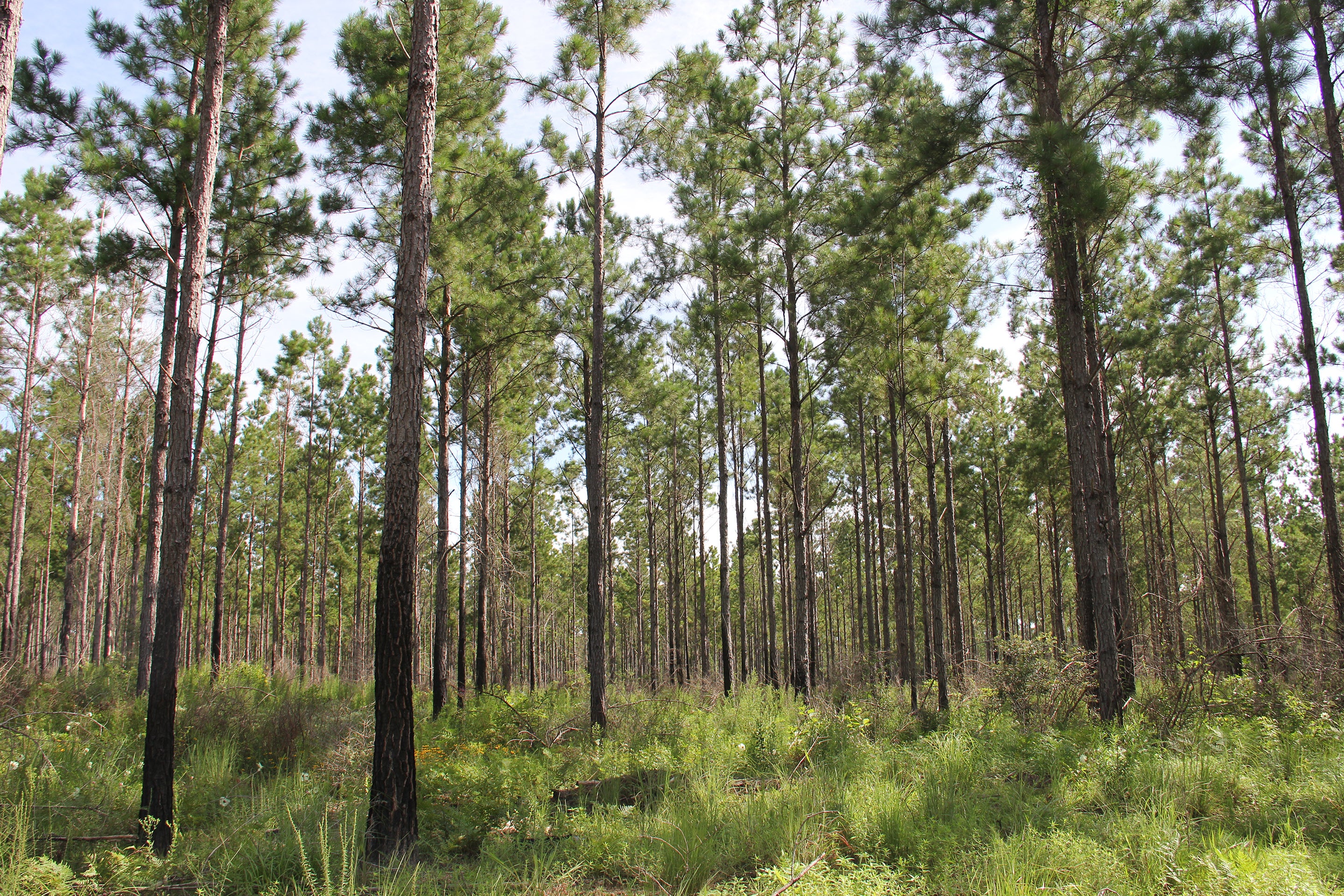 Gopher Tortoise Conservation Gets a Boost in South Alabama | Outdoor ...