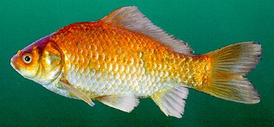 Goldfish | Outdoor Alabama