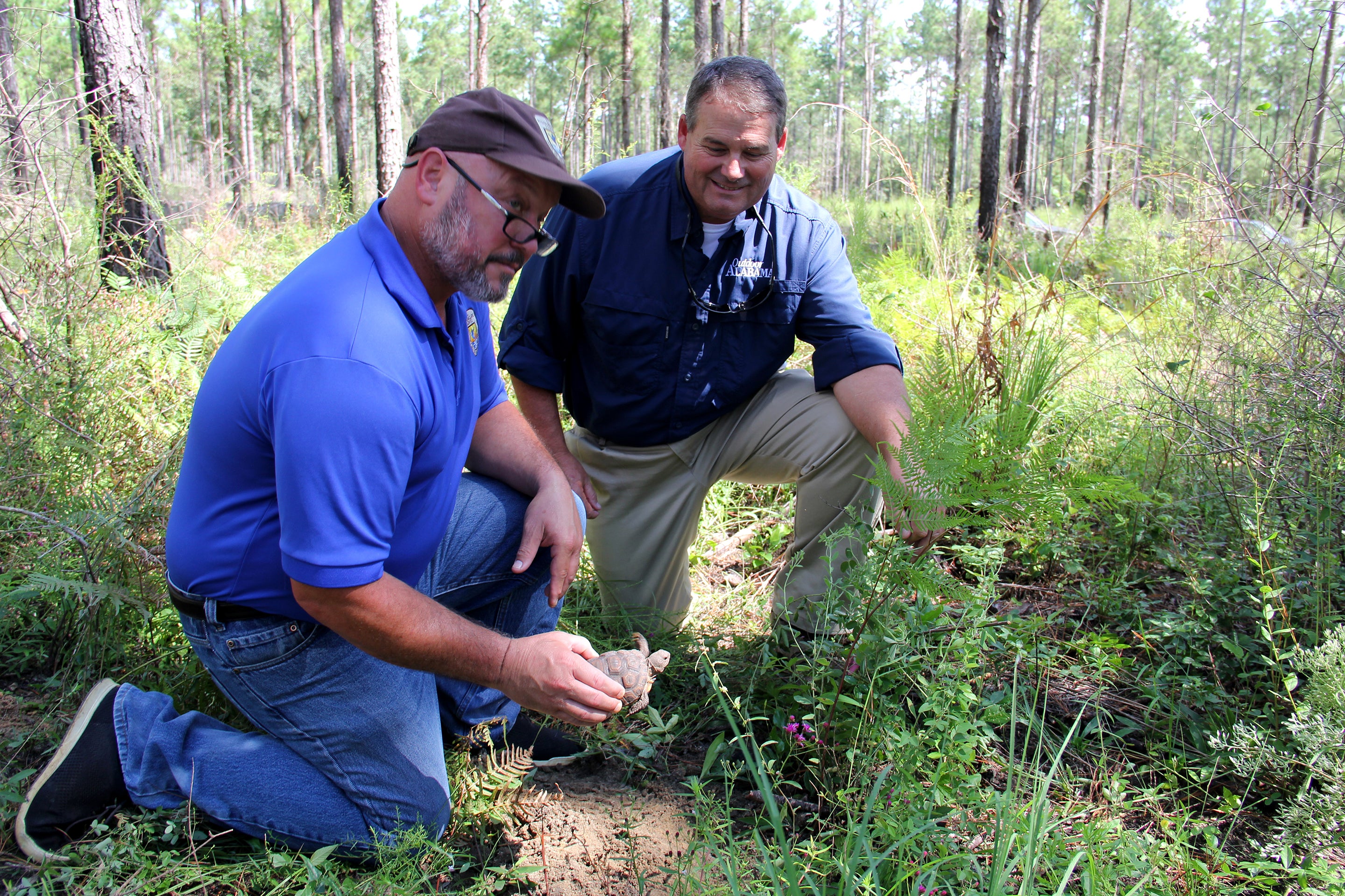 Gopher Tortoise Conservation Gets a Boost in South Alabama | Outdoor ...
