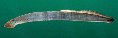 Lampreys | Outdoor Alabama