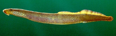 Chestnut Lamprey | Outdoor Alabama