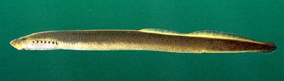 Lampreys | Outdoor Alabama